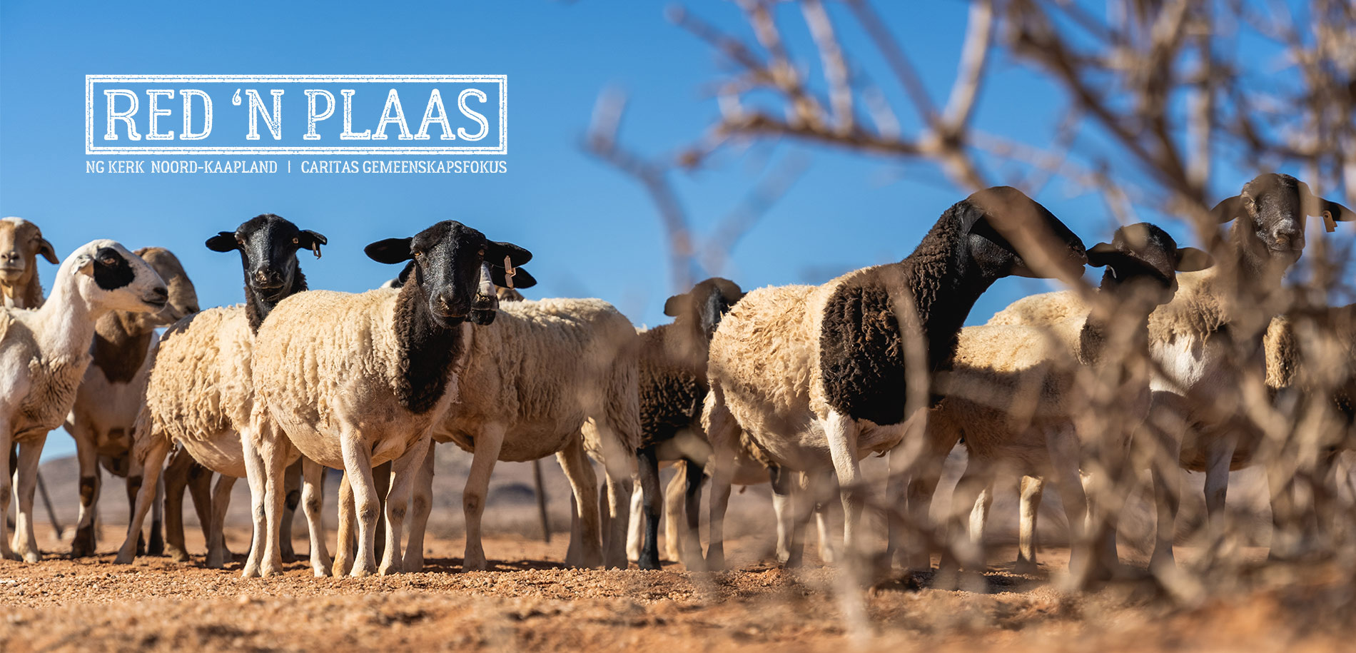 Red n Plaas - Caritas Therapy Center